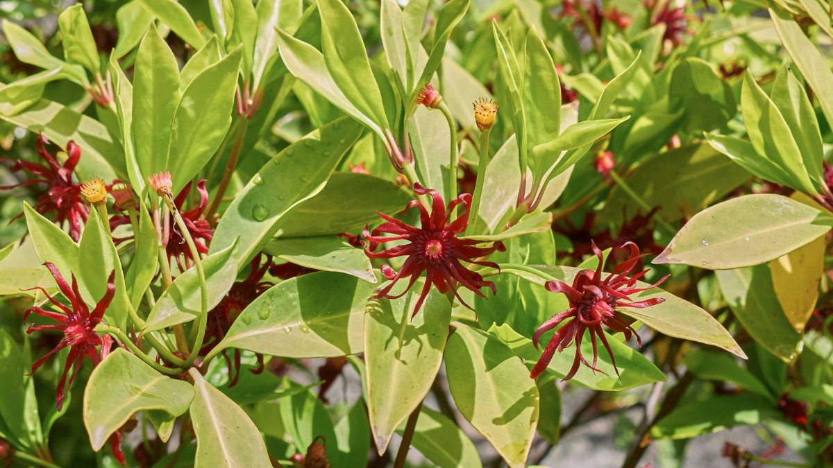 Illicium floridanum (Red Anise) - Wildwood Garden Shoppe & Nursery